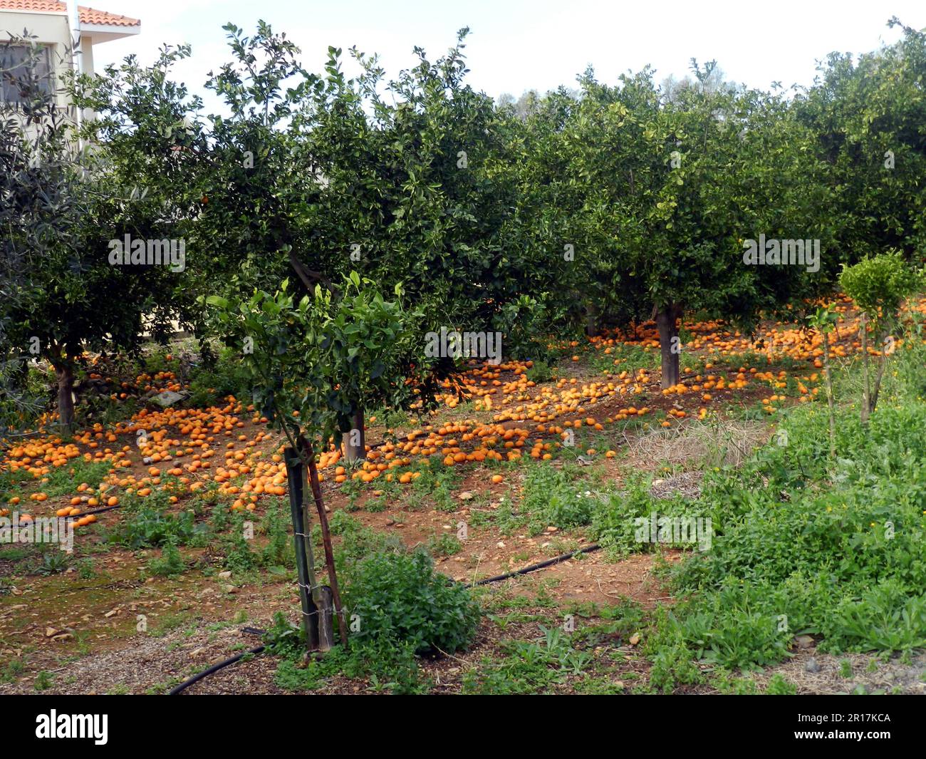 Cyprus, Paphos: orange harvest Stock Photo - Alamy
