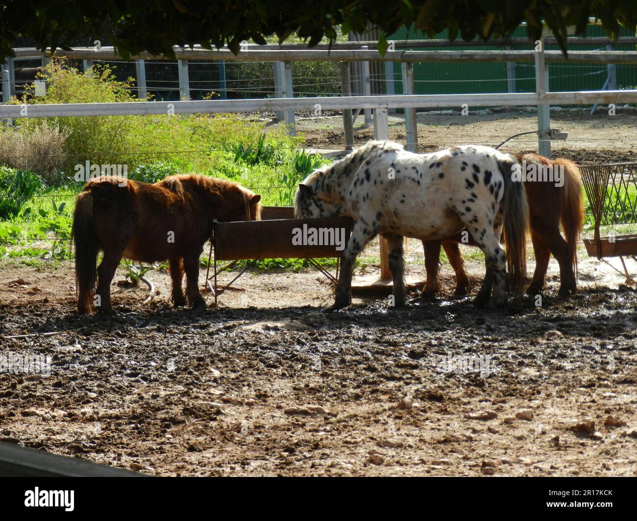 Cyprus, Paphos: Shetland Ponies at Paphos Zoo Stock Photo - Alamy