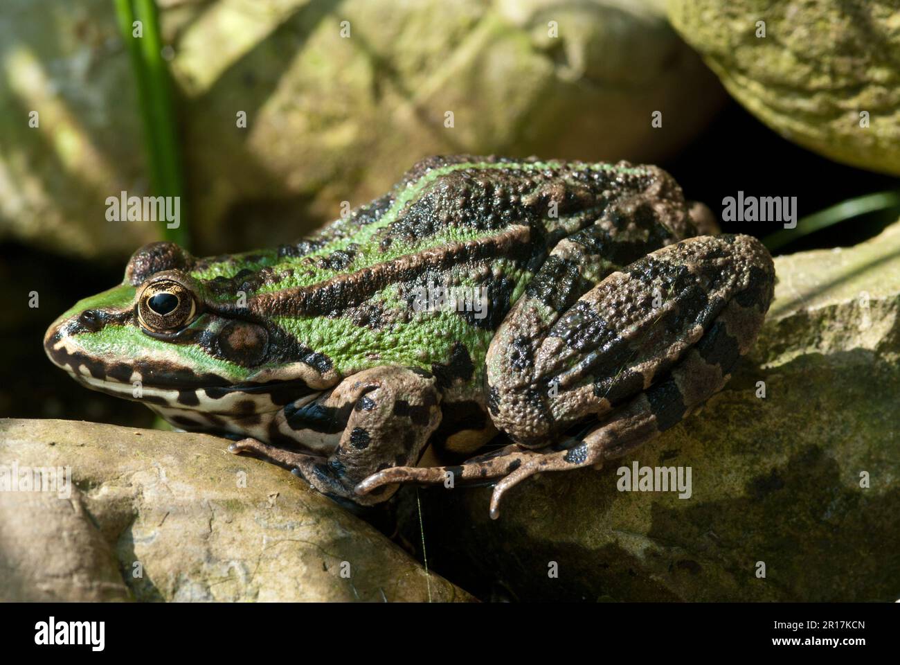 The edible frog (Pelophylax kl. esculentus) is a species of common ...