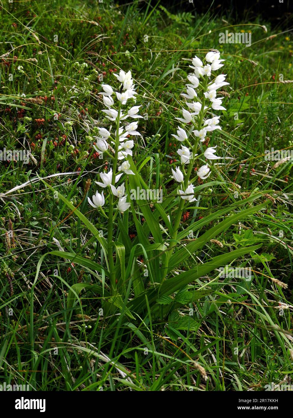 Germany, Upper Bavaria, Mittenwald: Sword-leaved Helleborine ...