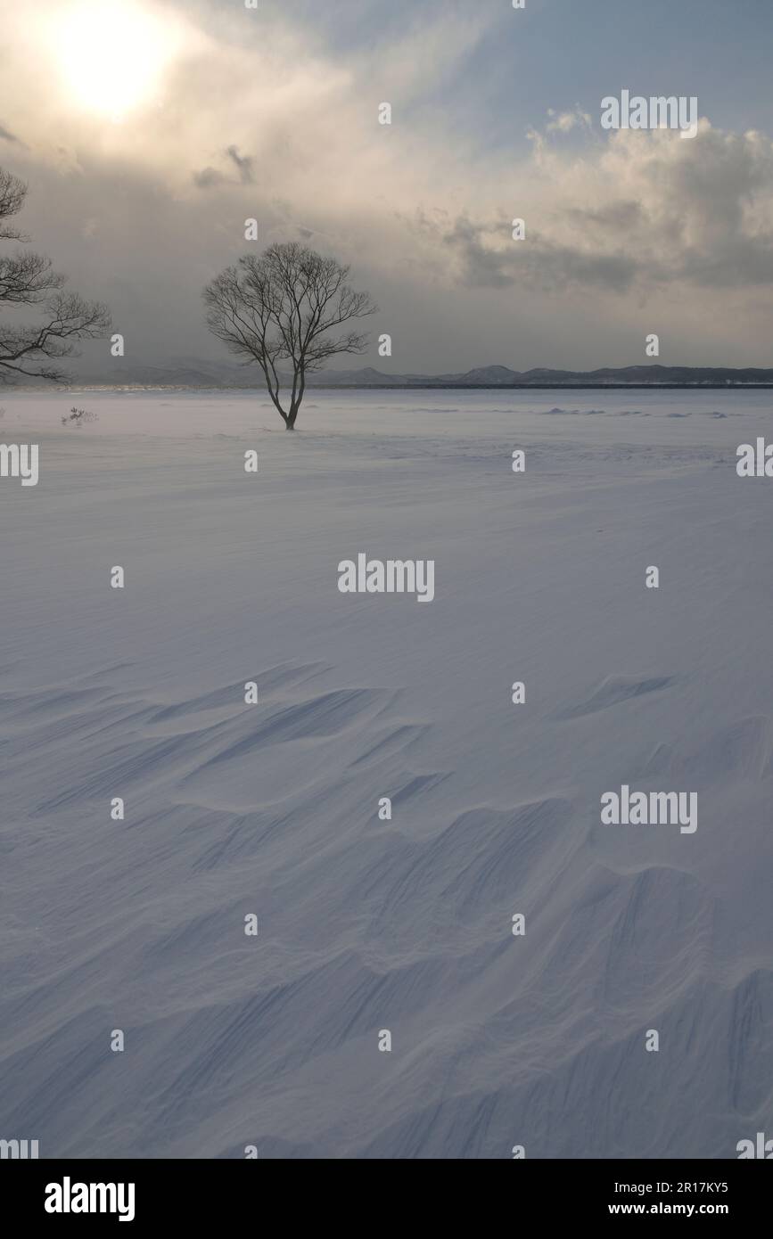 Snow ripples and trees Stock Photo - Alamy