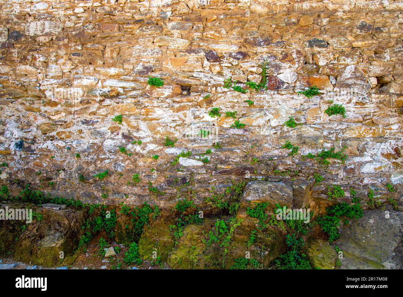 Planting plants in retaining walls. Gardening in a dry stone wall. The ...