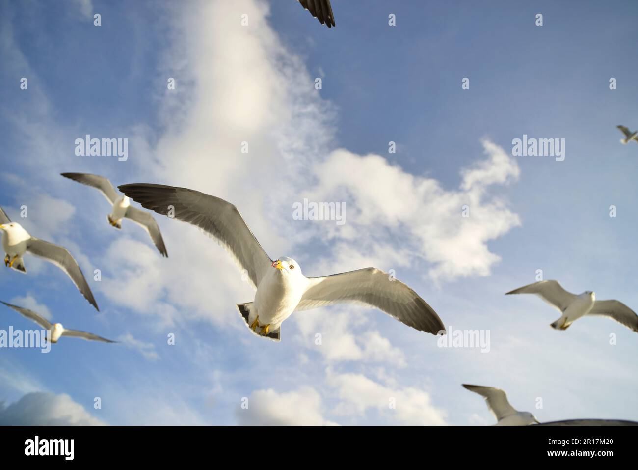 Black tailed gull spreading wings Stock Photo - Alamy