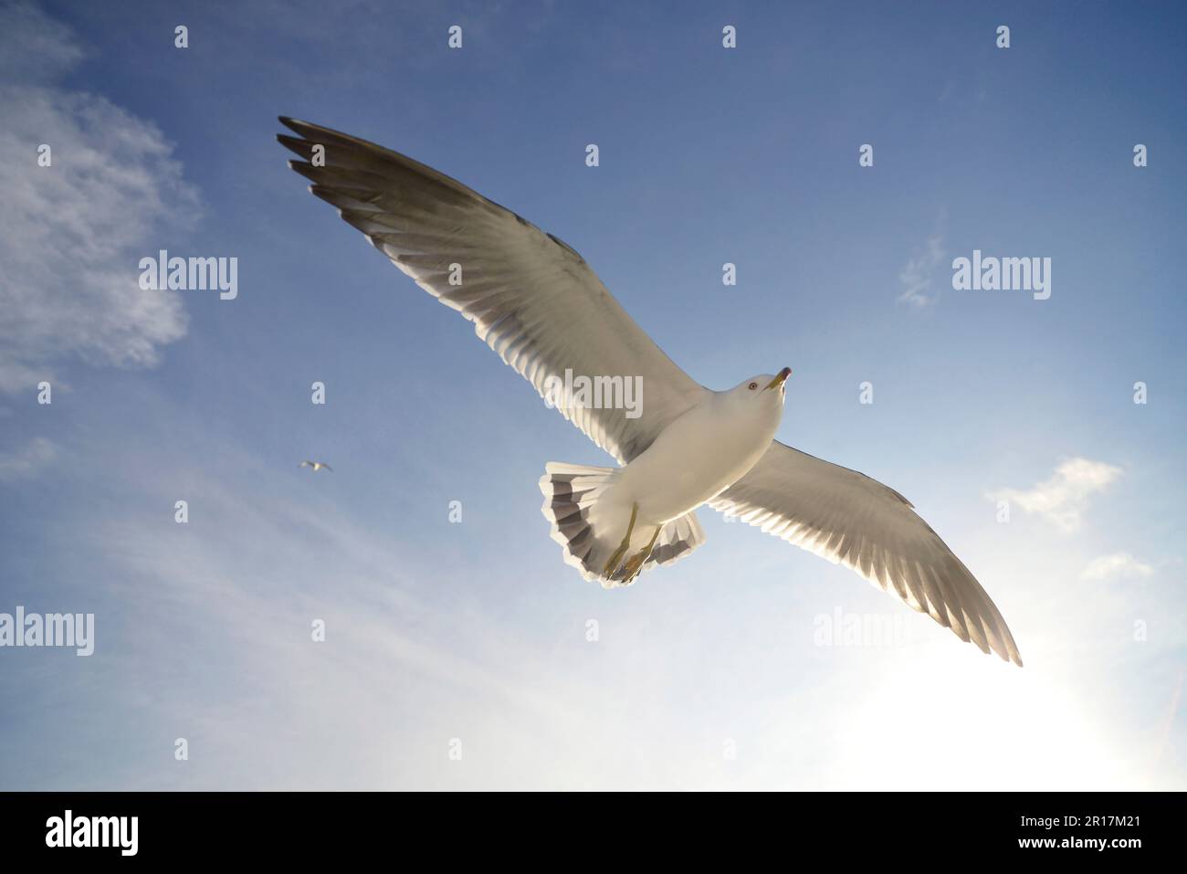 Low wing flap hi-res stock photography and images - Alamy