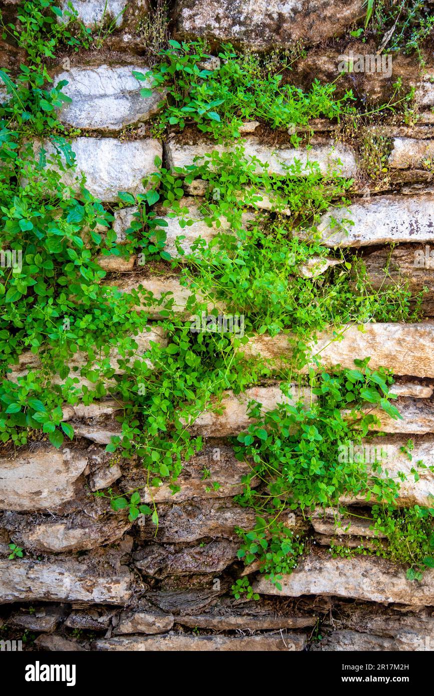 Planting plants in retaining walls. Gardening in a dry stone wall. The ...