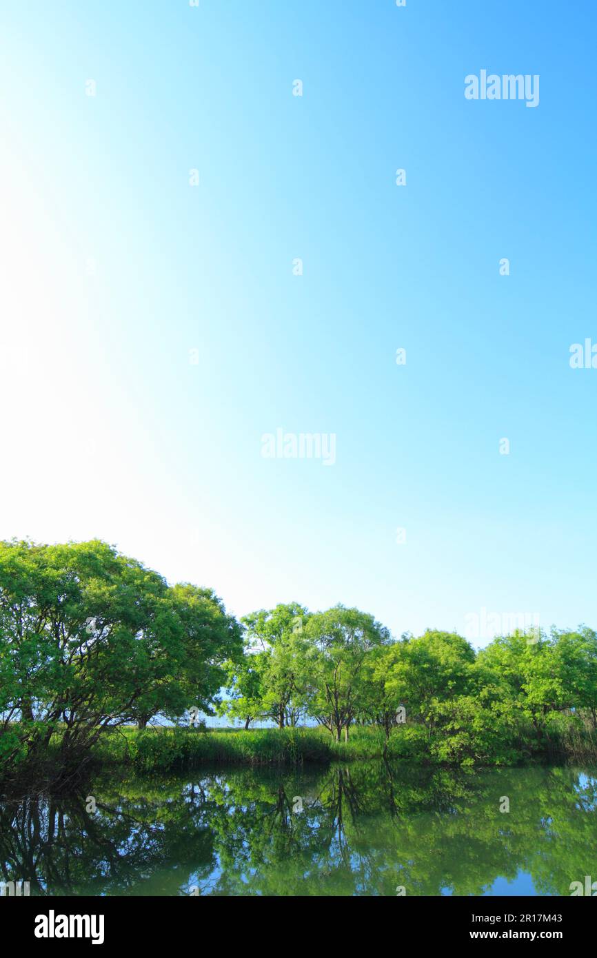 Tree reflecting in the Lake Biwa Stock Photo - Alamy