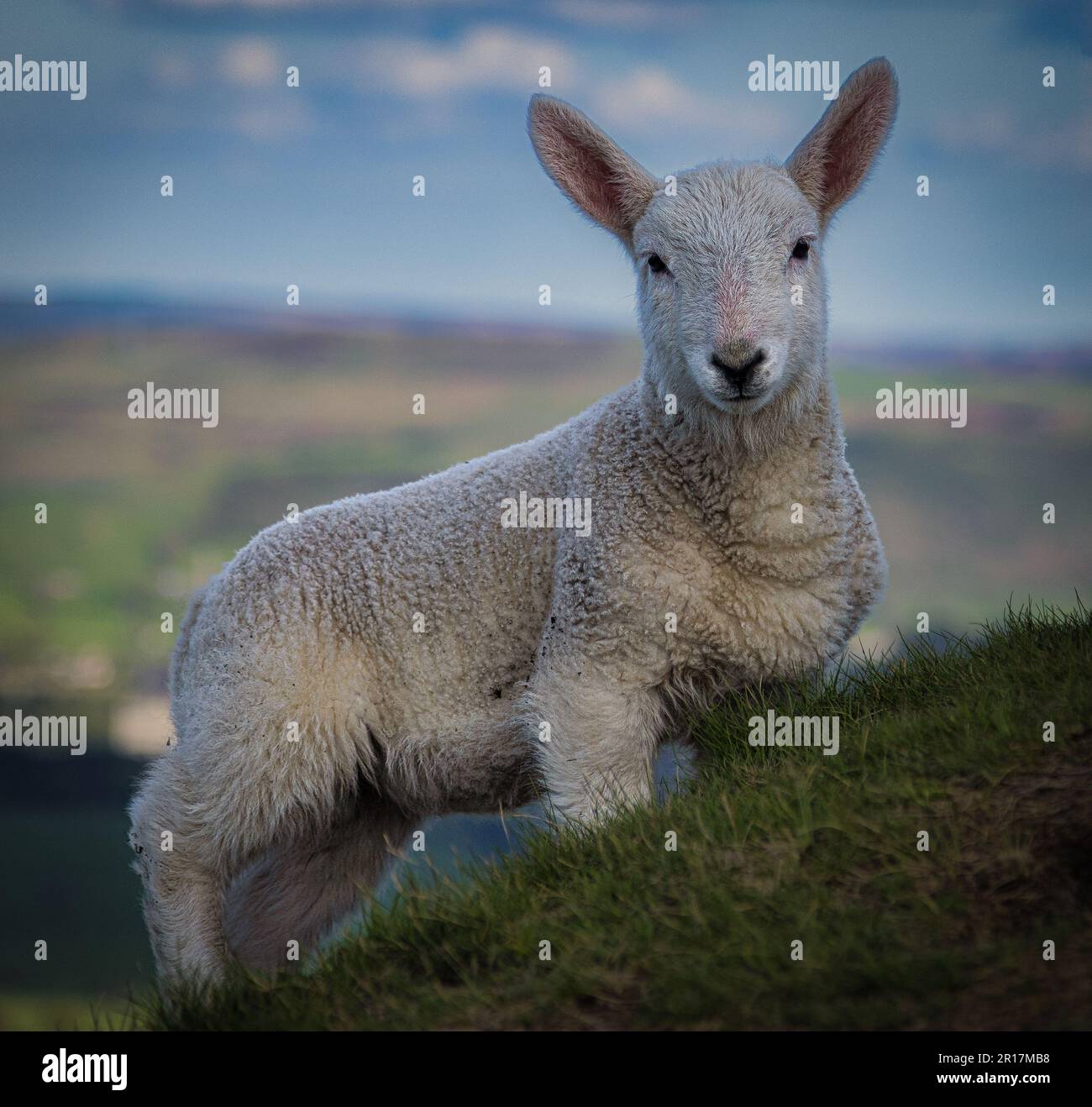 Cute lamb portrait hi-res stock photography and images - Alamy