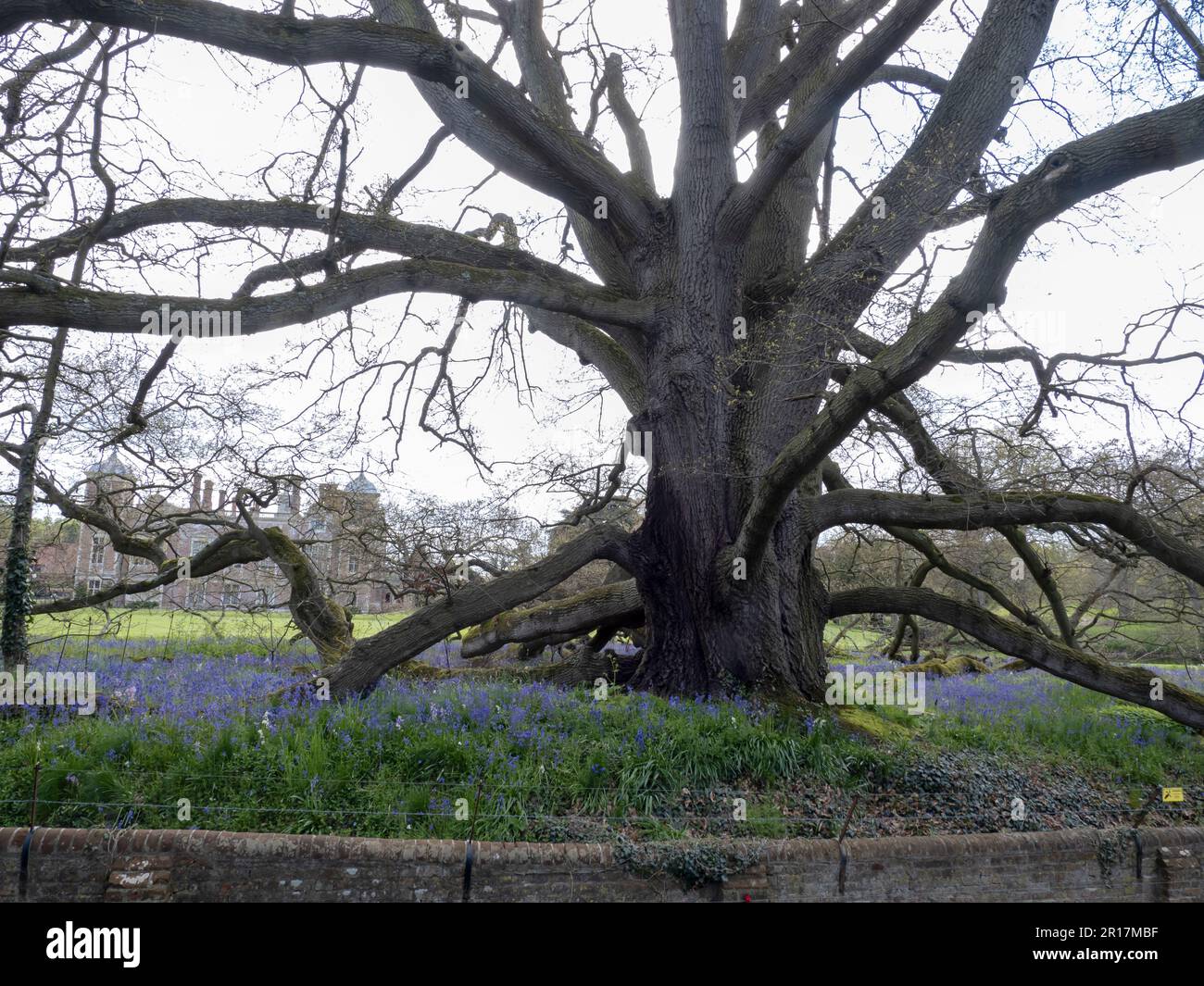 An ancient Oak tree in the grounds of Blickling Hall near Aylesham ...