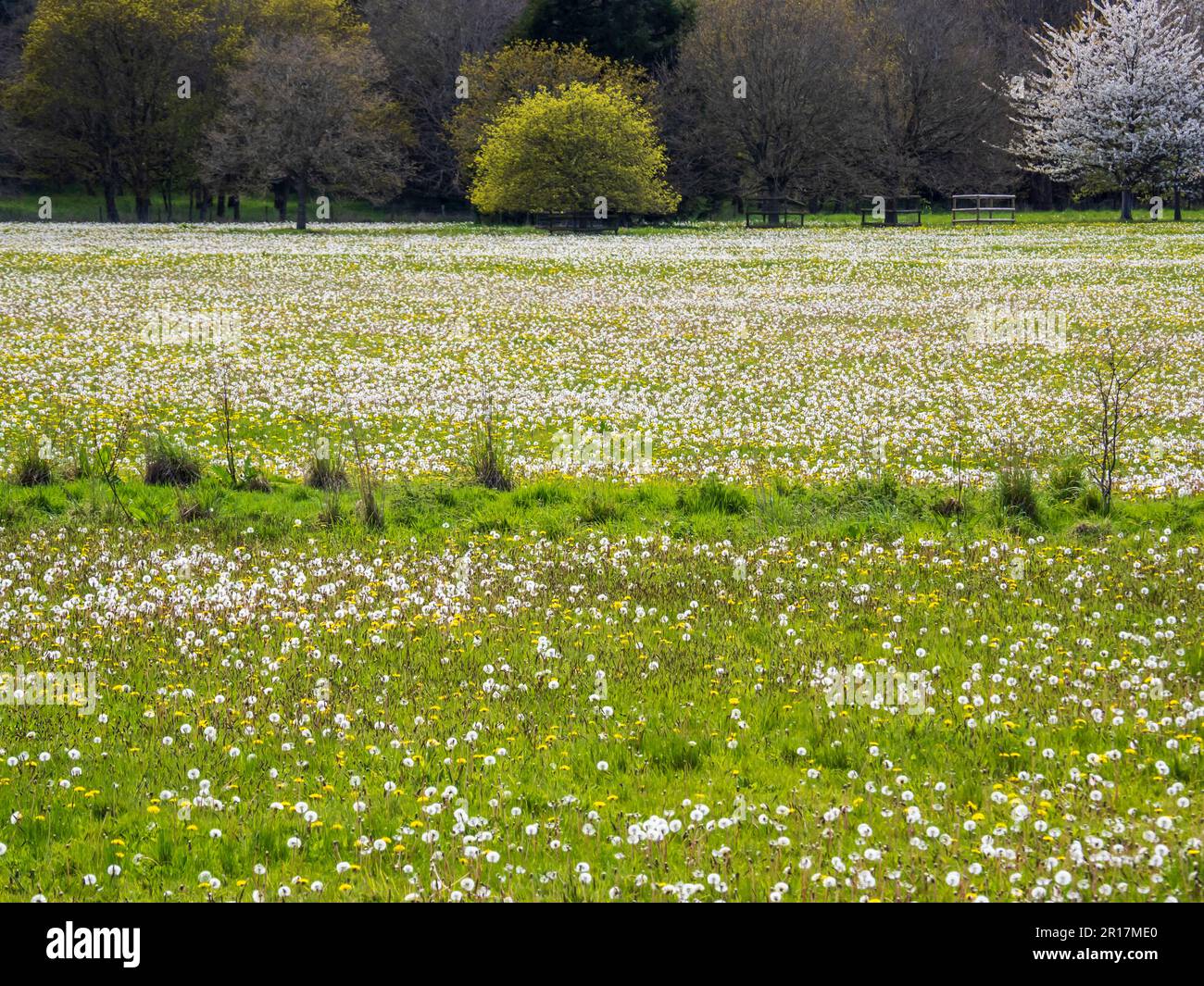 Dandelions in the grounds of Blickling Hall near Aylesham, norfolk, UK ...