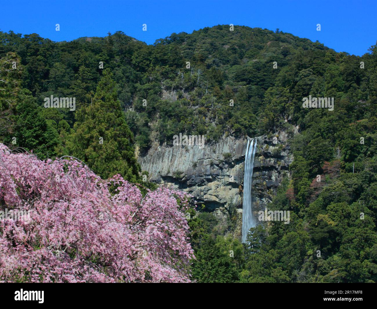 Weeping cherry tree and Nachi-waterfall Stock Photo - Alamy