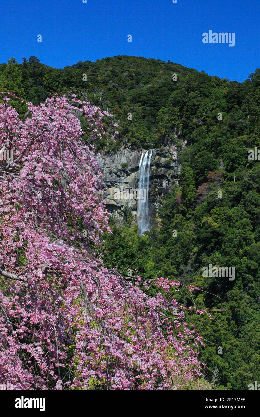 Weeping cherry tree and Nachi-waterfall Stock Photo - Alamy