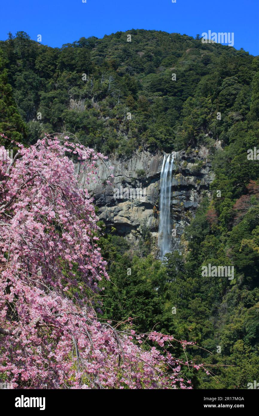 Weeping cherry tree and Nachi-waterfall Stock Photo - Alamy