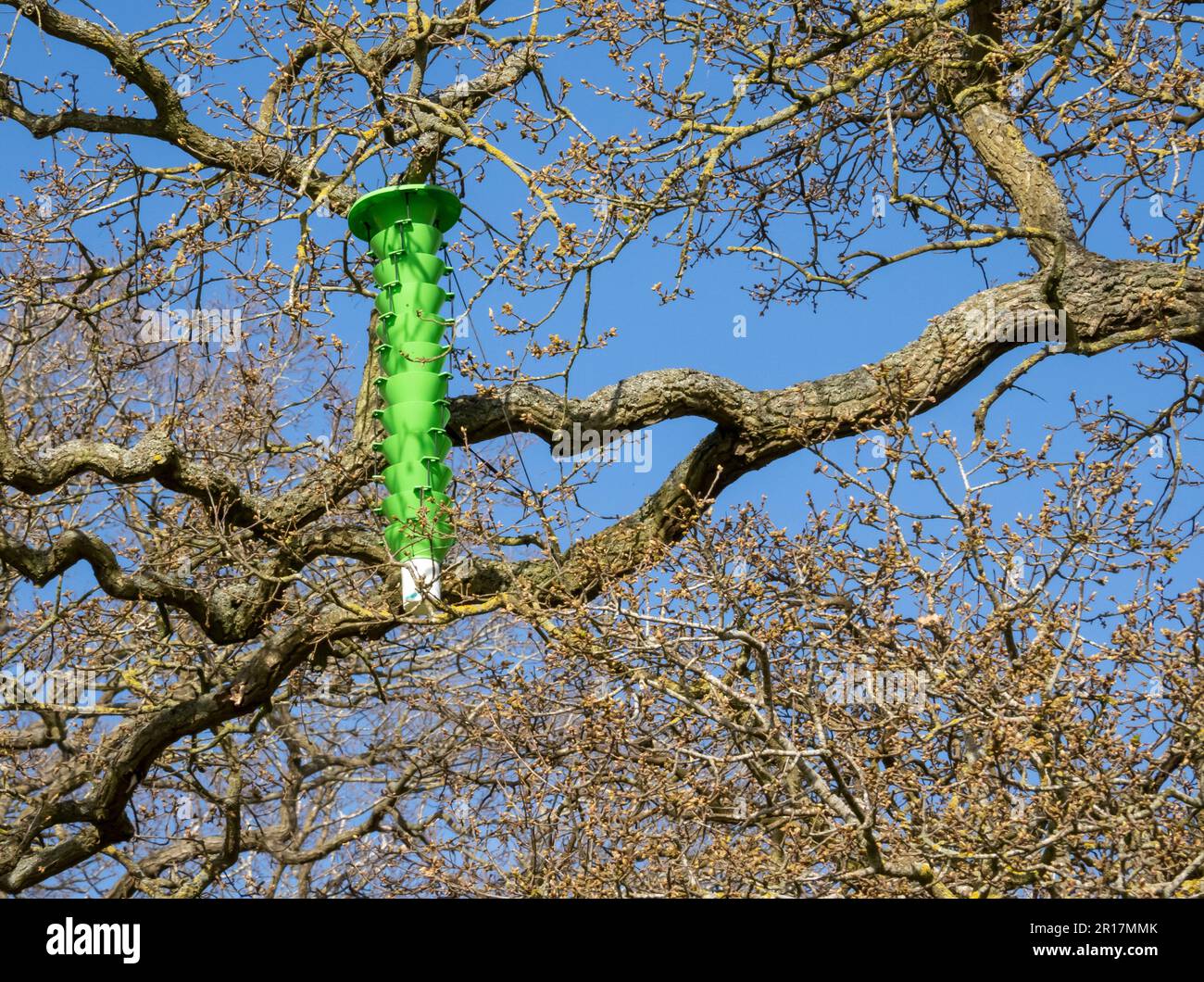 An insect trap in a tree in the grounds of Blickling Hall near Aylesham ...