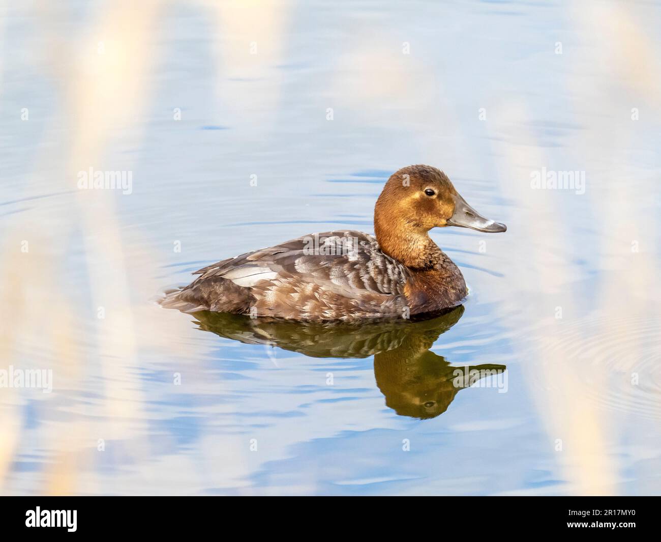 Female common pochard hi-res stock photography and images - Alamy