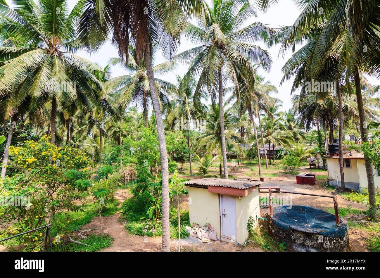 Coconut palm grove with a cottage, well, pump house Stock Photo - Alamy