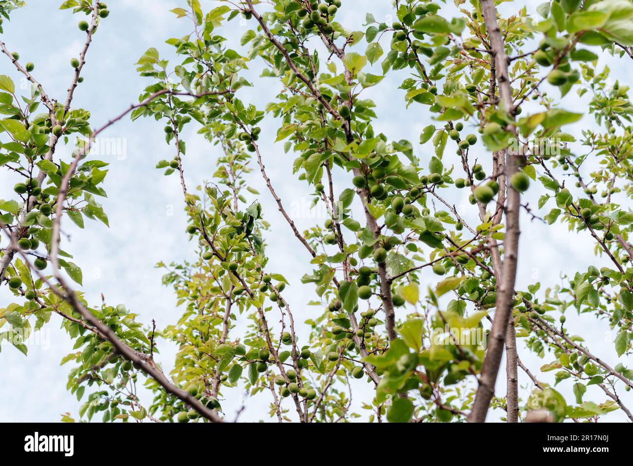 Unripe apricots on orchard hi-res stock photography and images - Alamy