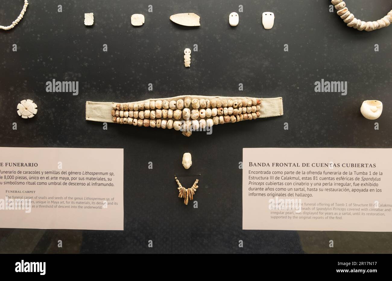 Spondylus Princeps shells funeral offering, Calakmul, Mayan ...