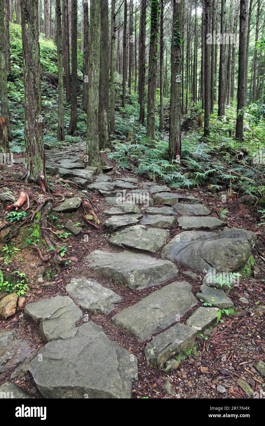 Stone pavement of Tsuzurato Pass at Kumano Kodo Iseji Stock Photo - Alamy