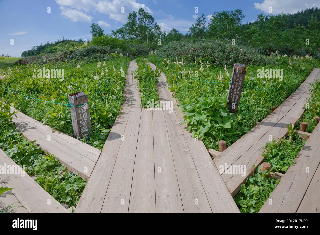 Promenade of Tsugaike natural bog garden floating island Stock Photo ...