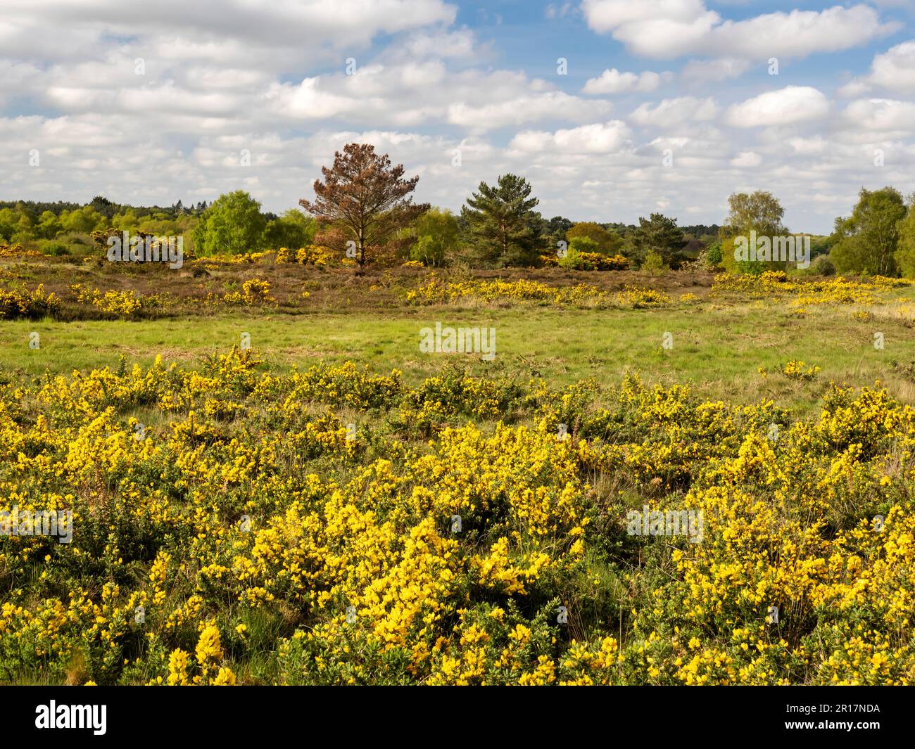 Kelling heath hi-res stock photography and images - Alamy