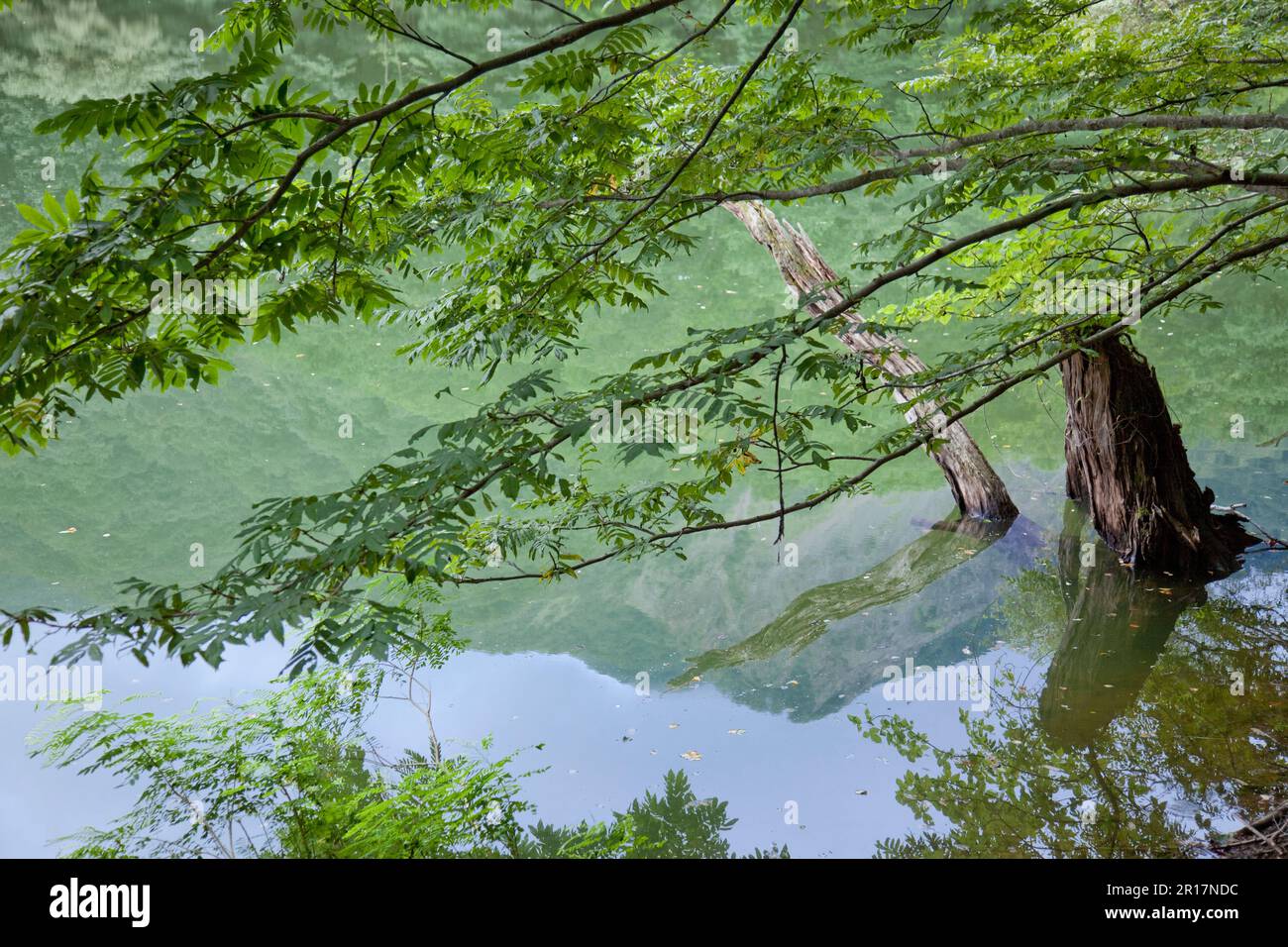 Shirakami mountain range, Juniko- keitobanoike Stock Photo - Alamy