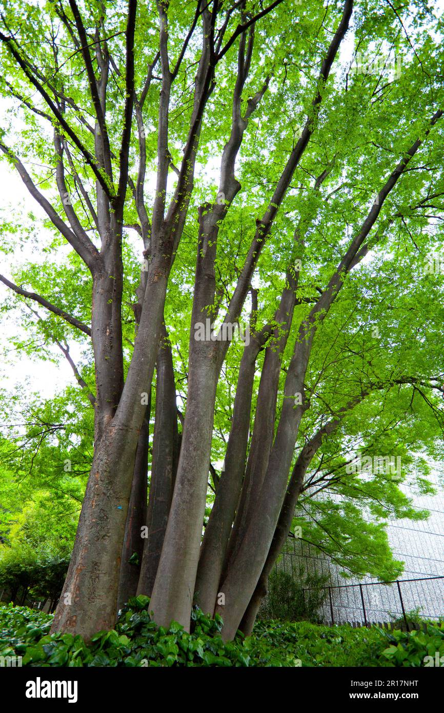 Zelkova trees in Ueno Park Stock Photo - Alamy