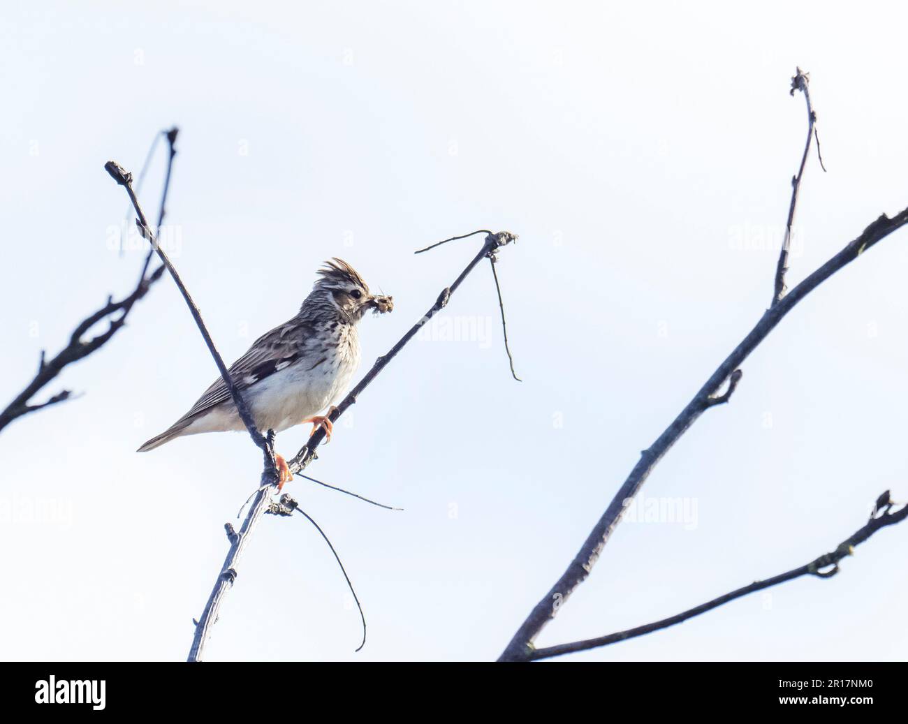 Woodlark norfolk hi-res stock photography and images - Alamy