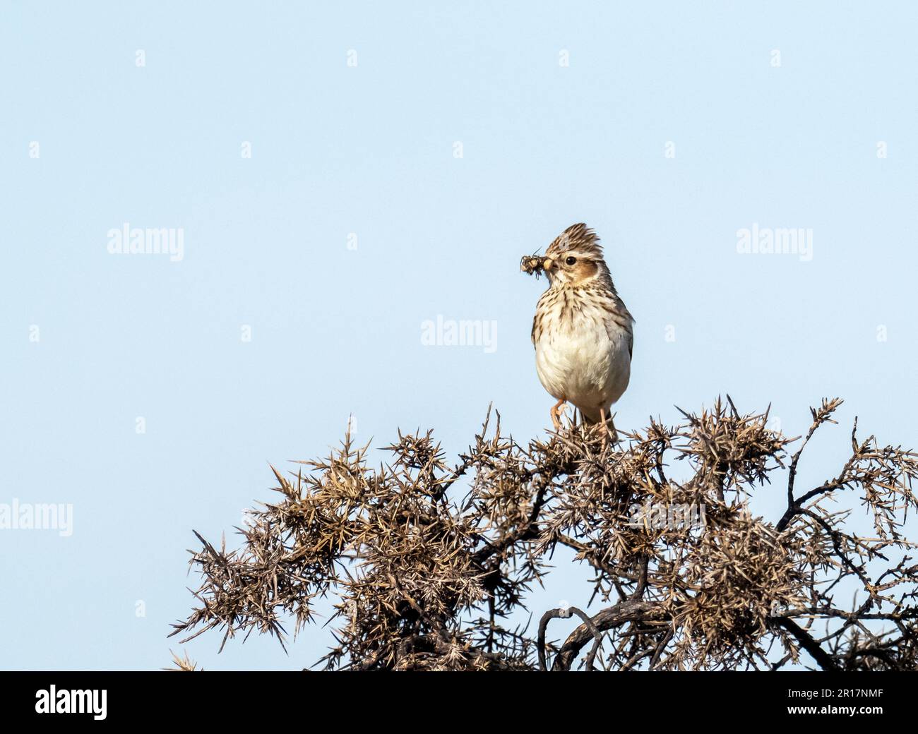 Woodlark norfolk hi-res stock photography and images - Alamy