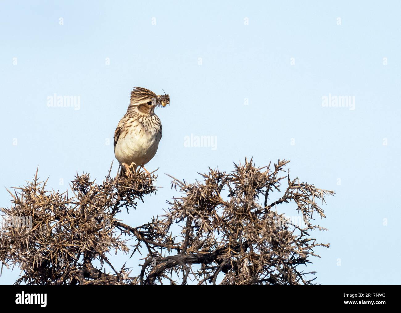 Woodlark norfolk hi-res stock photography and images - Alamy