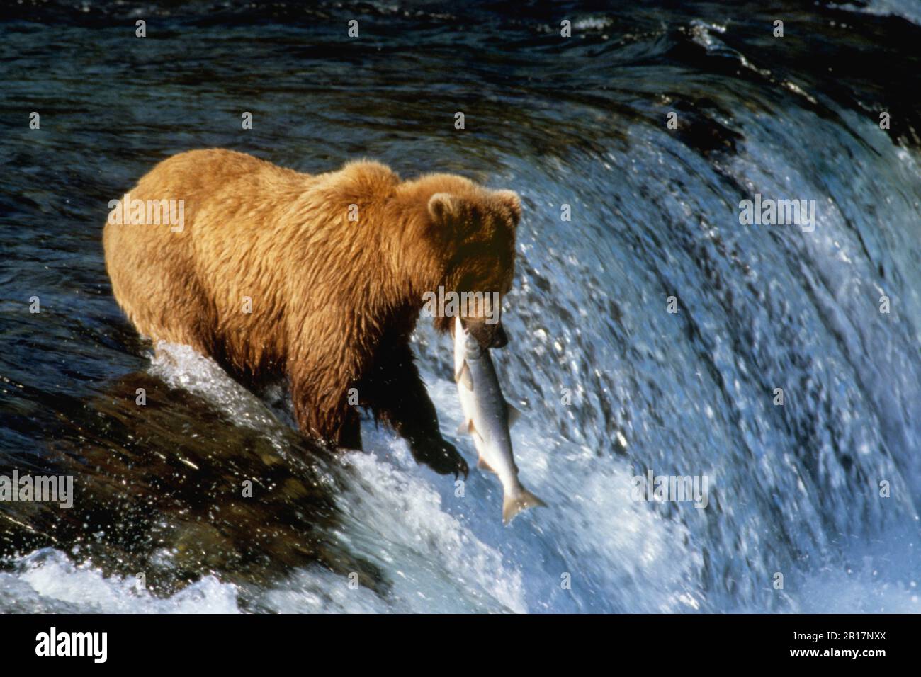 Alaskan Brown Bear Catching Salmon at Brooks Falls Stock Photo - Alamy
