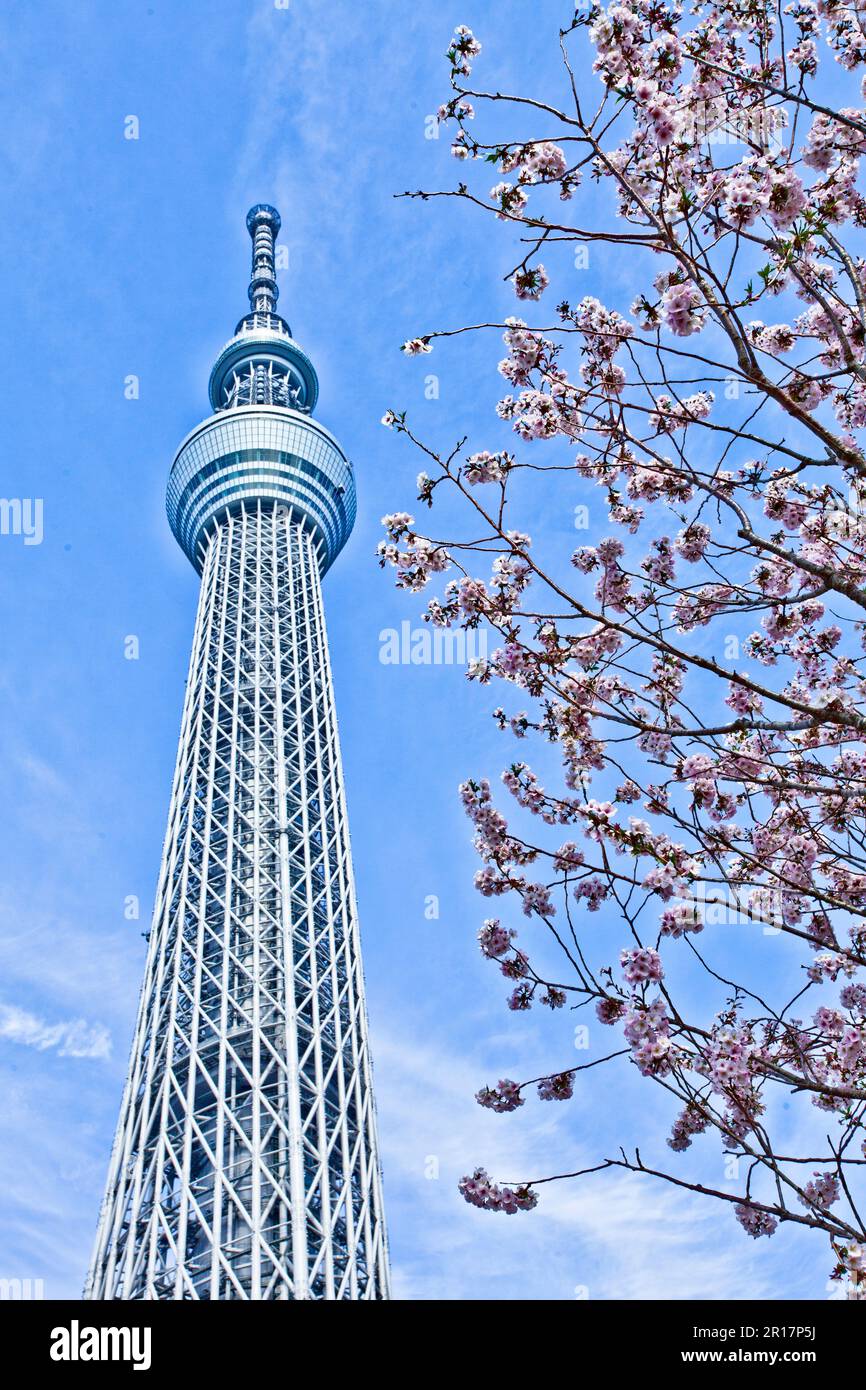 Tokyo Sky Tree and cherry blossom trees Stock Photo - Alamy