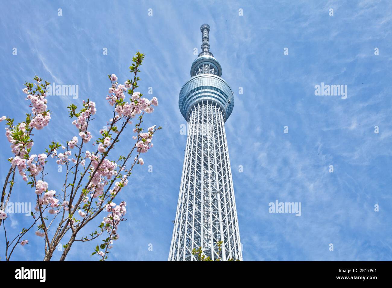 Tokyo Sky Tree and cherry blossom trees Stock Photo - Alamy