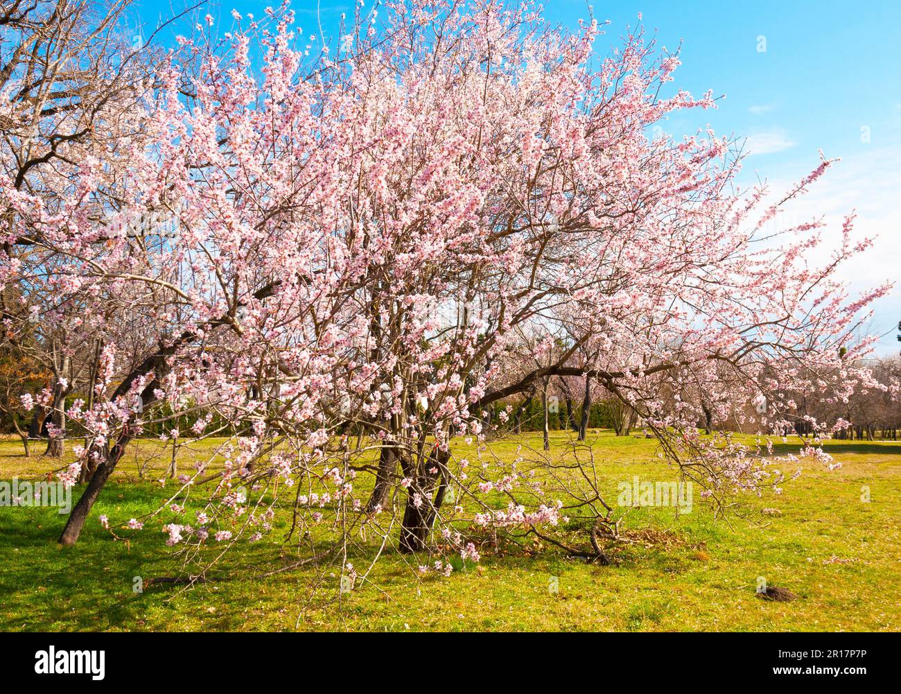Spring trees in blossom in Seaside park in town Varna, Bulgaria Stock ...