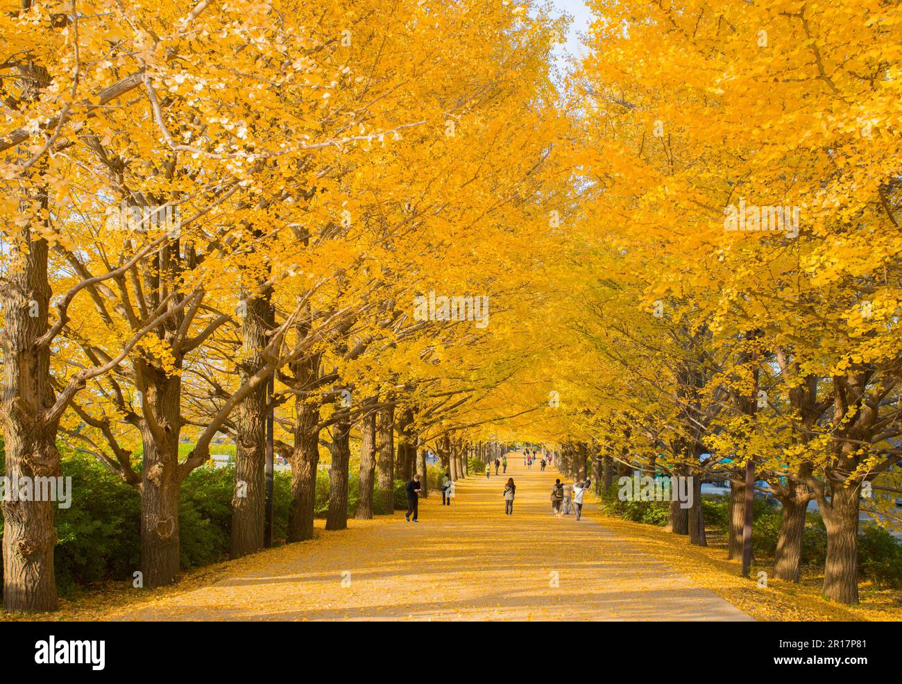 Row of Ginkgo trees with yellow leaves Stock Photo - Alamy