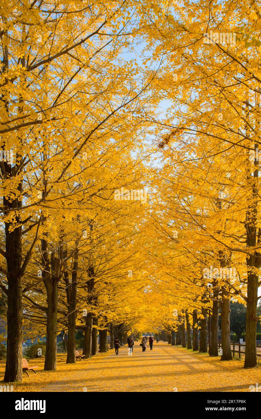 Row of Ginkgo trees with yellow leaves Stock Photo - Alamy