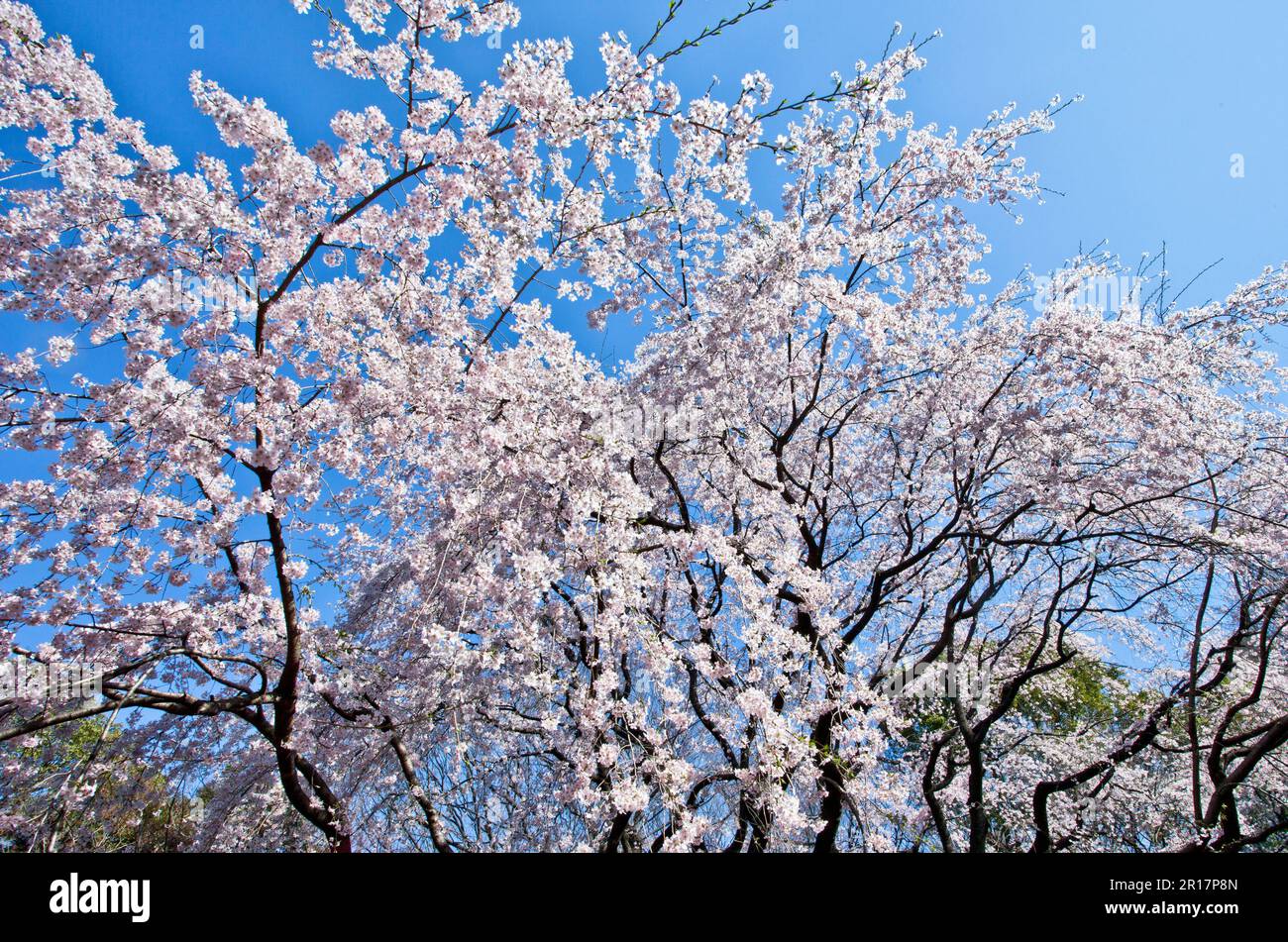 Rikugien garden’s Shidarezakura Stock Photo - Alamy