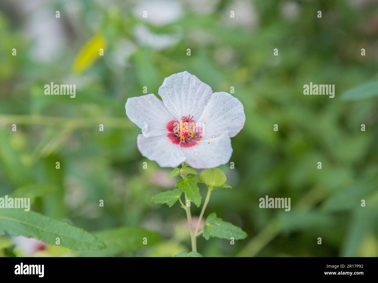 Spearleaf hi-res stock photography and images - Alamy