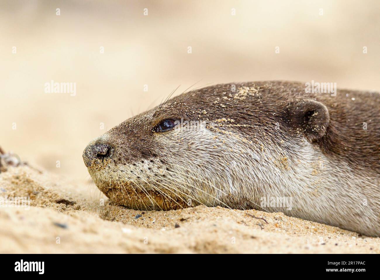 A lone male smooth coated otter rests on a mangrove beach, Singapore ...
