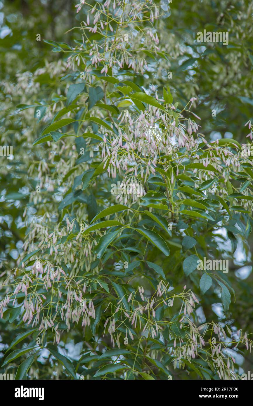 Fraxinus griffithii hi-res stock photography and images - Alamy