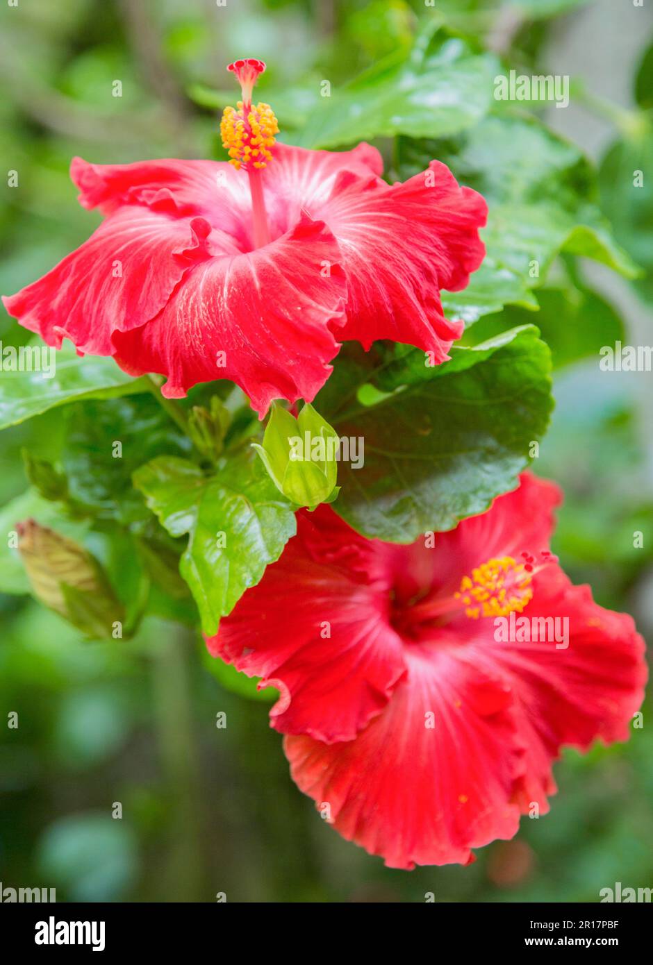 Hawaiian hibiscus hi-res stock photography and images - Alamy