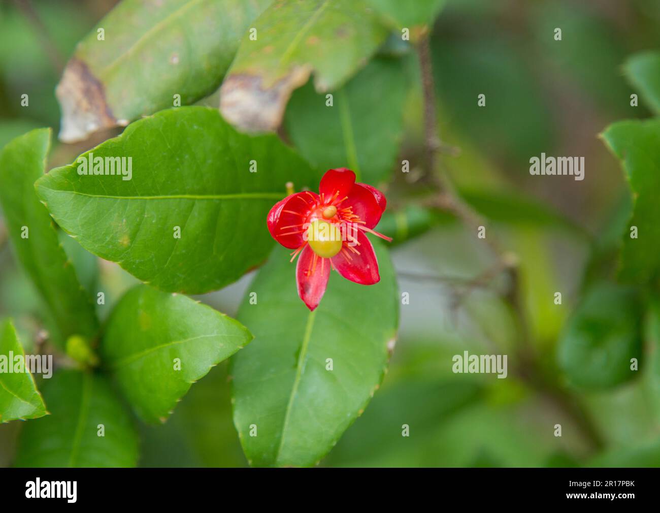 Mickey Mouse tree Stock Photo - Alamy