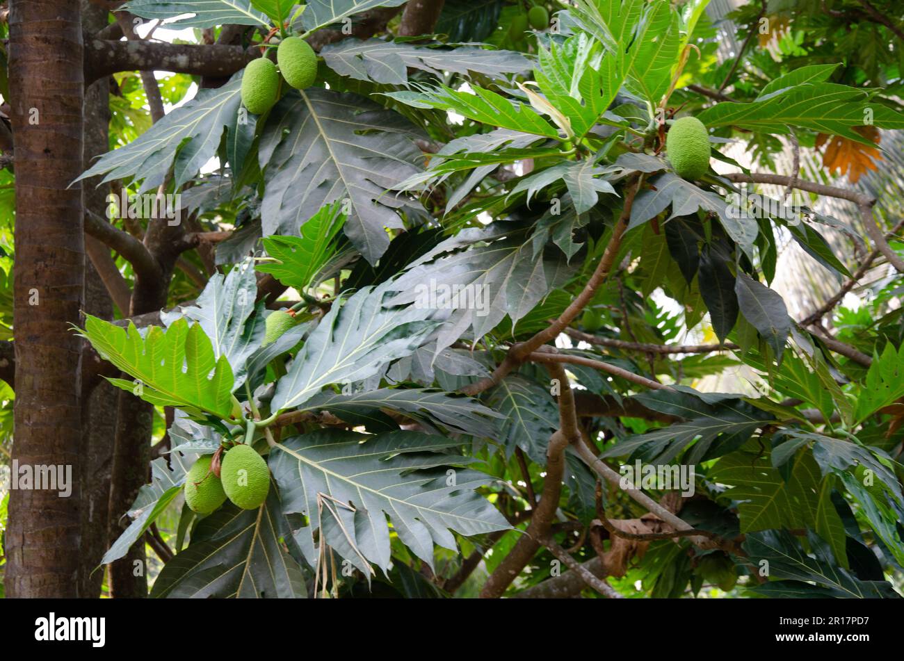 Bread fruit plant full of fruits Stock Photo - Alamy