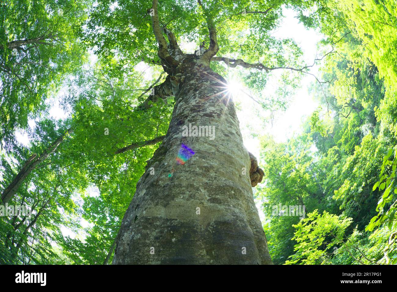 Giant beech tree Shirakami mountain range Mother tree Stock Photo - Alamy