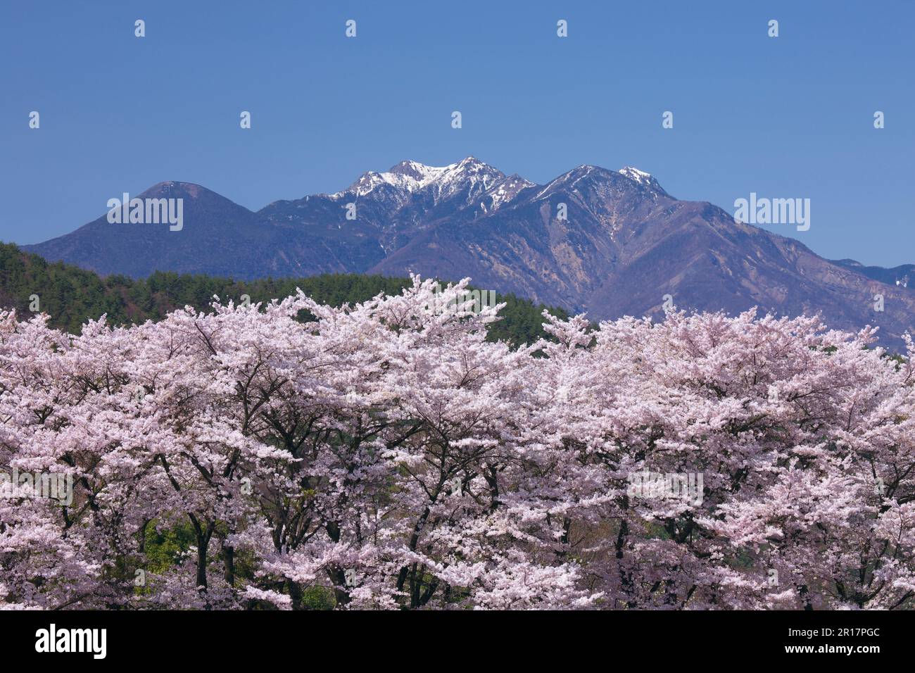 Cherry blossom and Yatsugatake, Mahara cherry avenue Stock Photo - Alamy