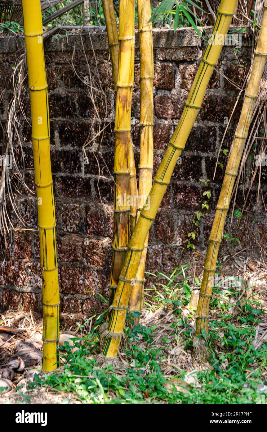 Cluster of yellow bamboo plants Stock Photo - Alamy