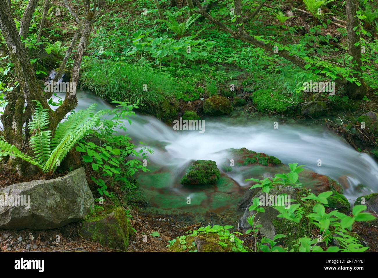 Goshiki numa hi-res stock photography and images - Alamy