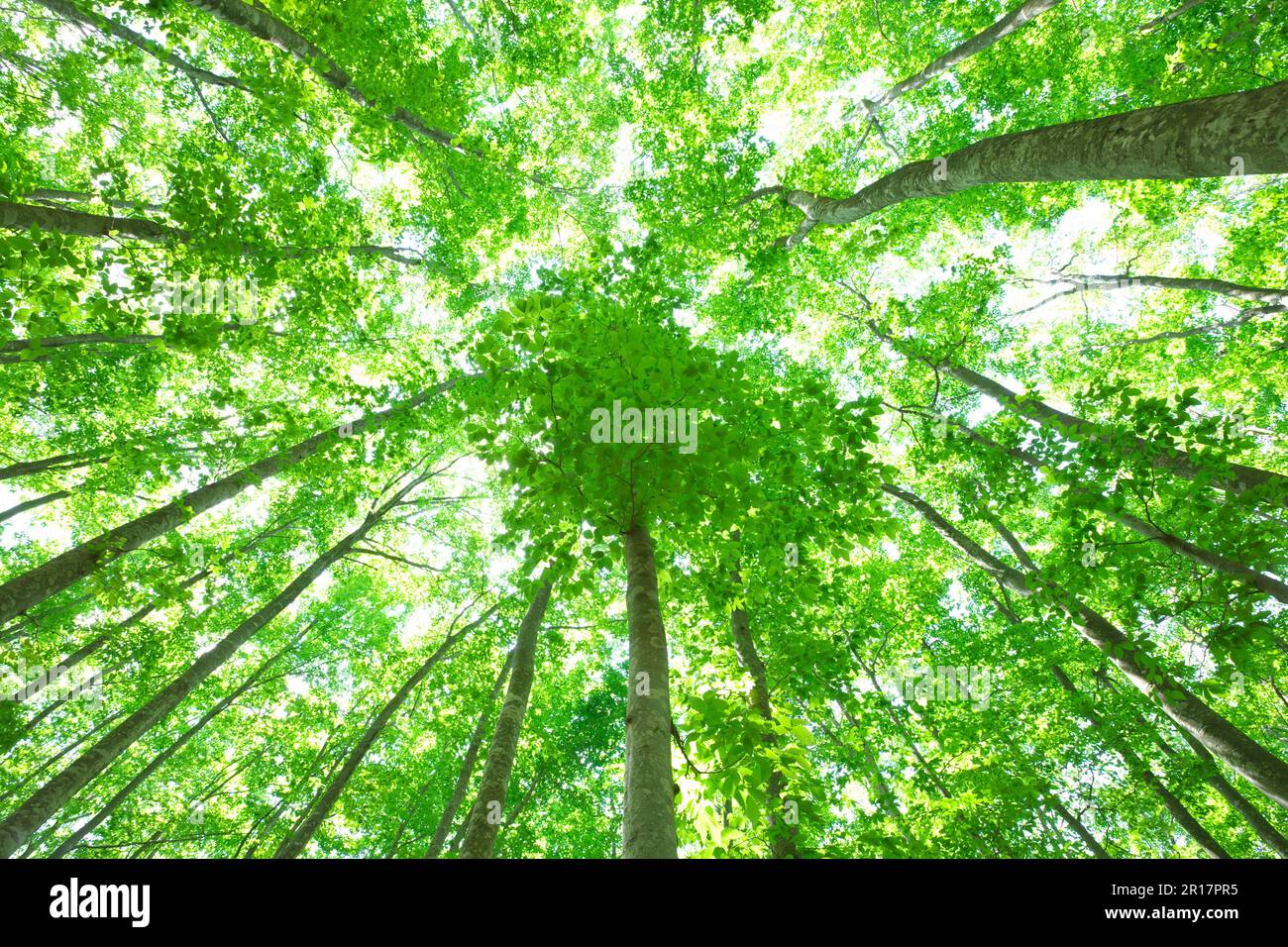 Japan buna forest hi-res stock photography and images - Alamy