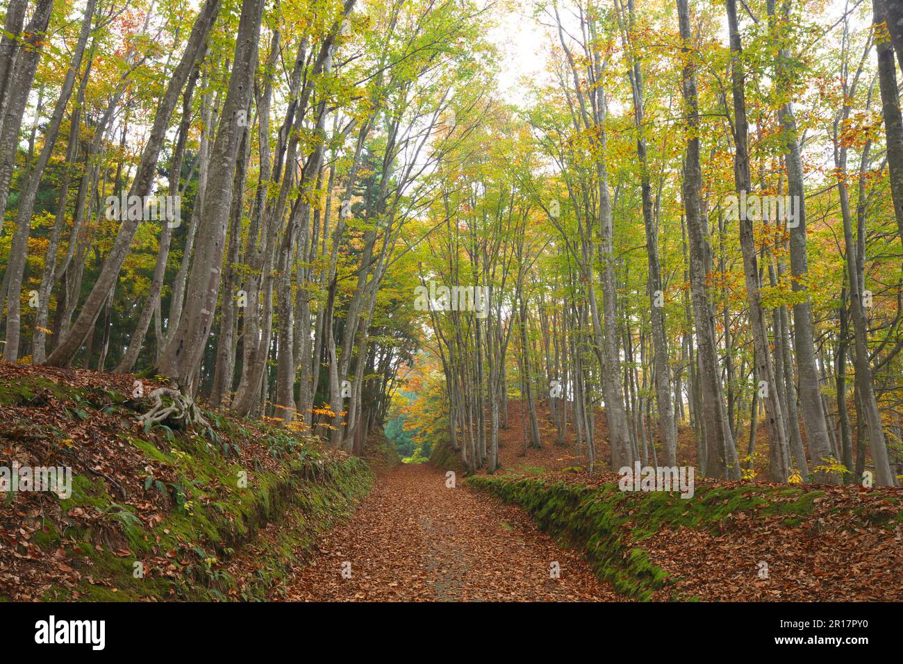 Bijin bayashi beech grove autumn leaves Stock Photo - Alamy