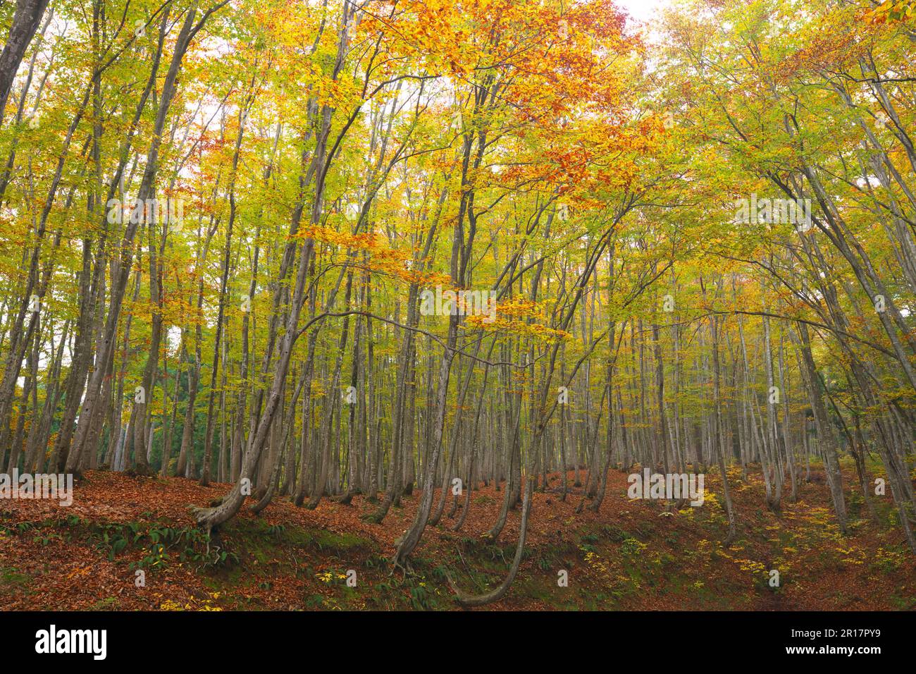 Bijin bayashi beech trees autumn leaves Stock Photo - Alamy