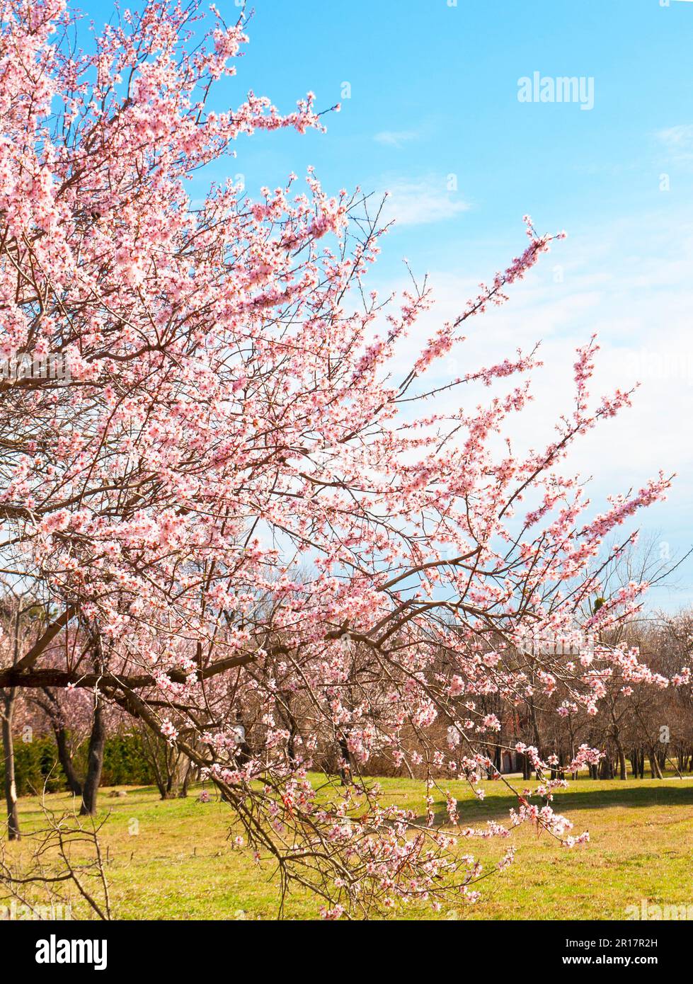 Spring trees in blossom in Seaside park in town Varna, Bulgaria Stock ...